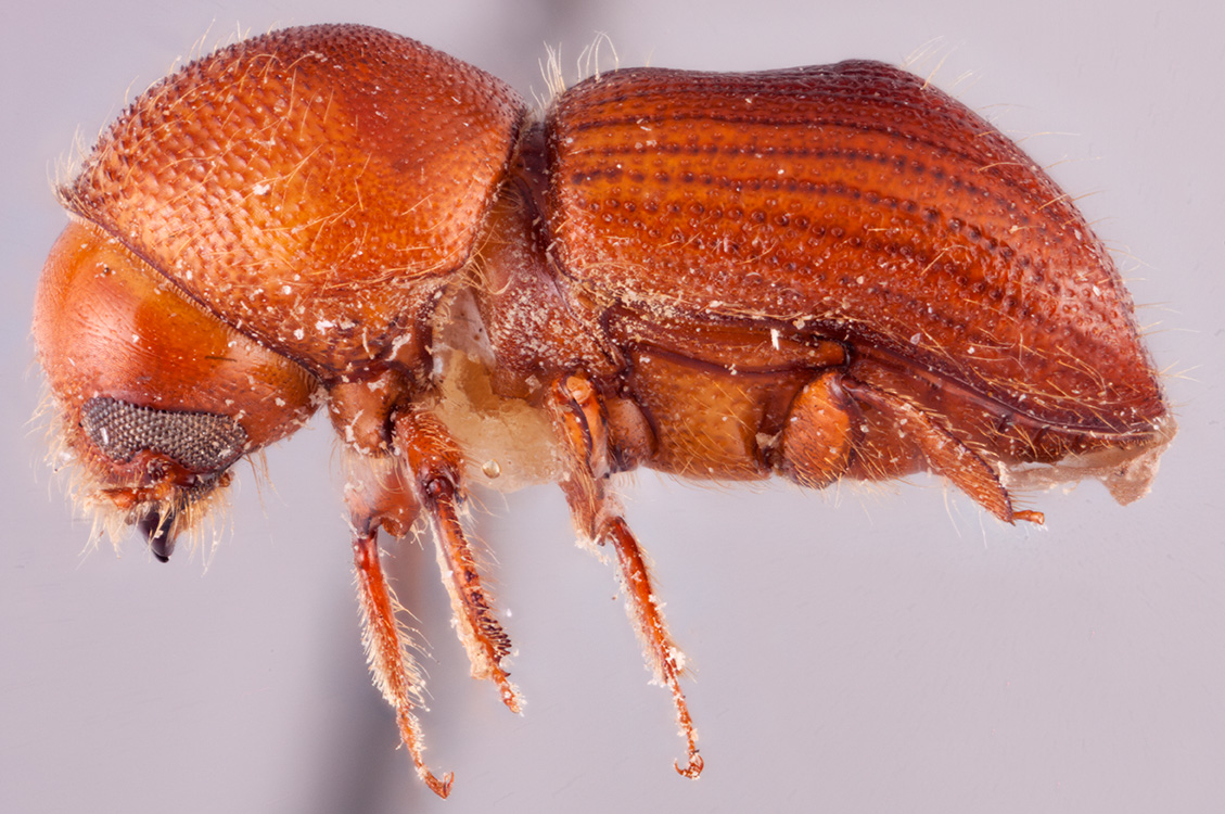 Beaverium magnus | Southeast Asian Ambrosia Beetle ID