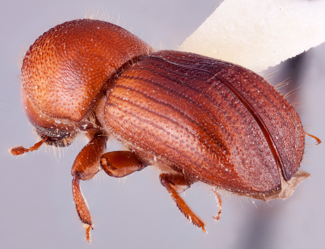 Beaverium magnus | Southeast Asian Ambrosia Beetle ID