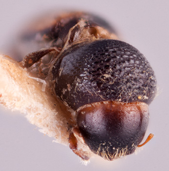 Cnestus suturalis | Southeast Asian Ambrosia Beetle ID