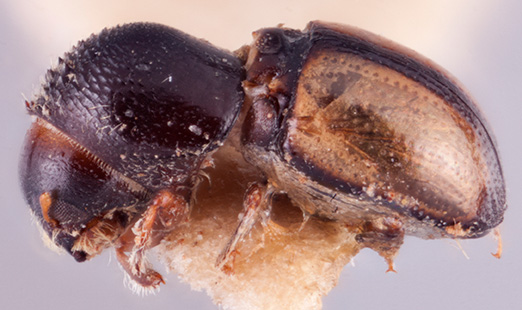 Cnestus suturalis | Southeast Asian Ambrosia Beetle ID