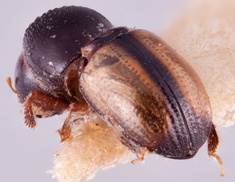 Cnestus suturalis | Southeast Asian Ambrosia Beetle ID