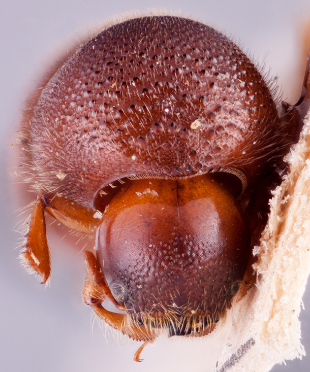 Cnestus testudo | Southeast Asian Ambrosia Beetle ID