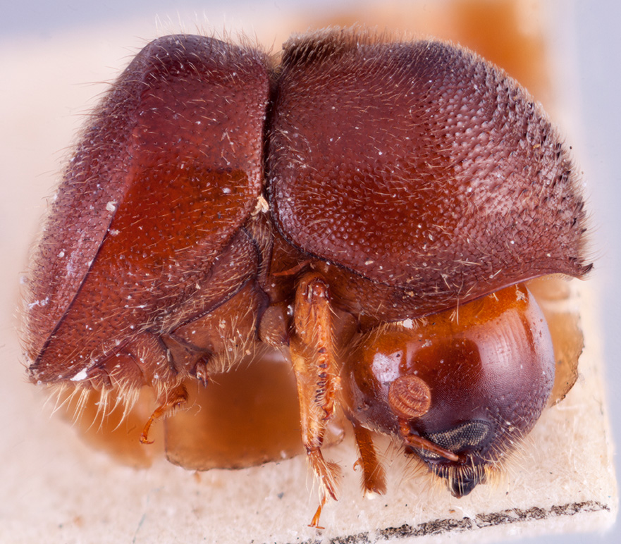 Cnestus testudo | Southeast Asian Ambrosia Beetle ID