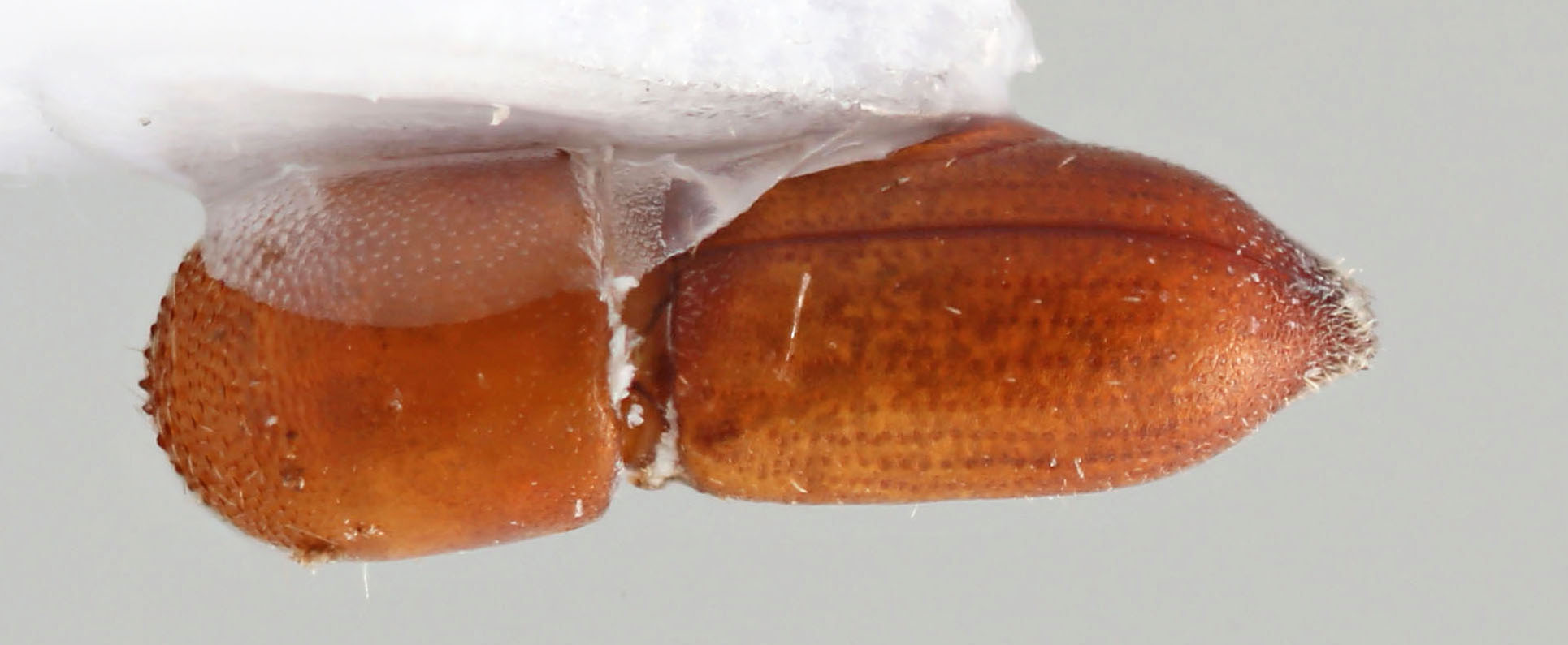 Cryptoxyleborus confusus | Southeast Asian Ambrosia Beetle ID