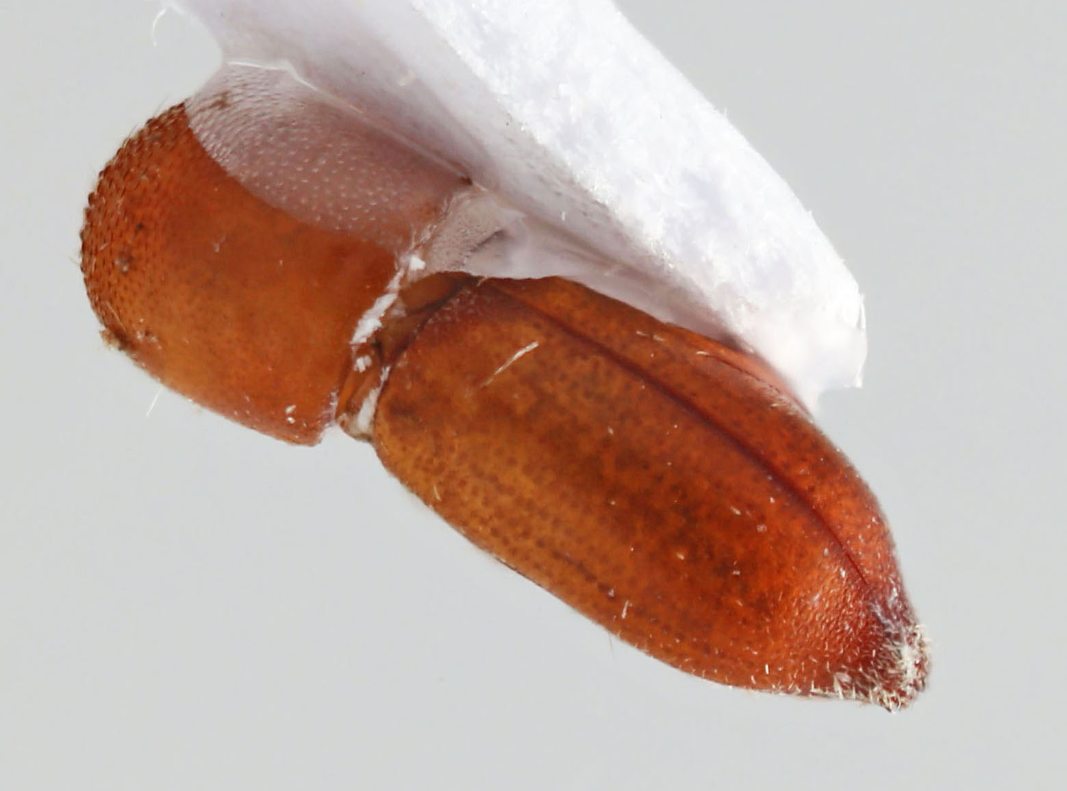 Cryptoxyleborus confusus | Southeast Asian Ambrosia Beetle ID