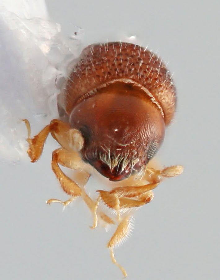 Cryptoxyleborus percuneolus | Southeast Asian Ambrosia Beetle ID
