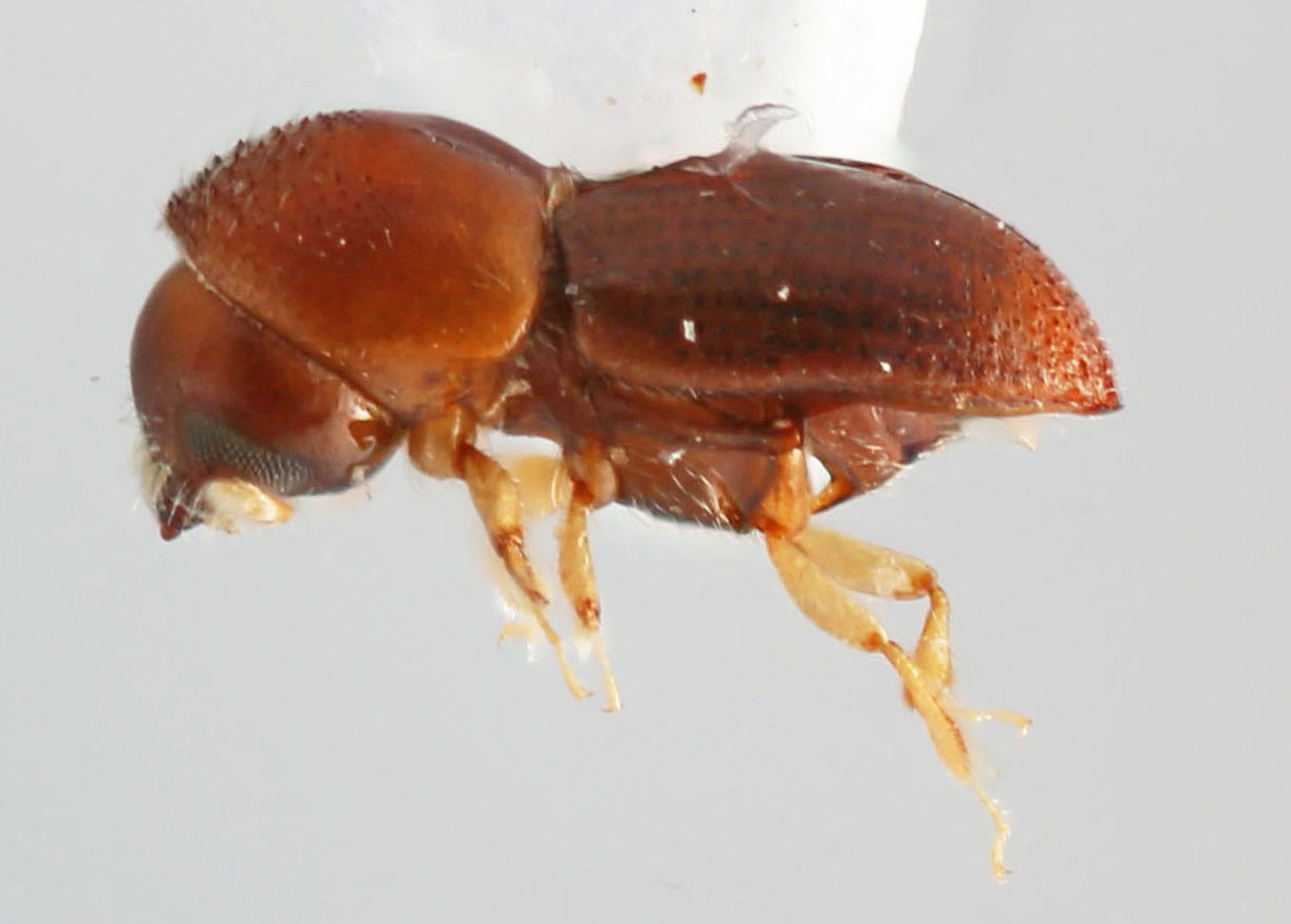 Cryptoxyleborus percuneolus | Southeast Asian Ambrosia Beetle ID