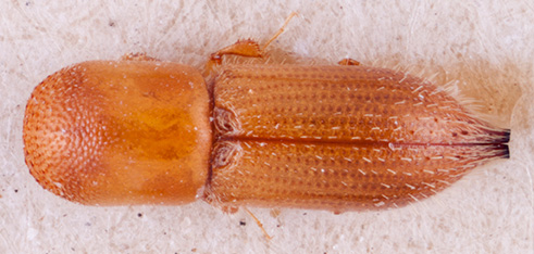 Cryptoxyleborus barbieri | Southeast Asian Ambrosia Beetle ID