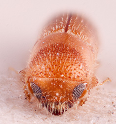 Cryptoxyleborus barbieri | Southeast Asian Ambrosia Beetle ID