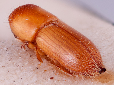 Cryptoxyleborus barbieri | Southeast Asian Ambrosia Beetle ID
