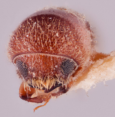 Cryptoxyleborus eggersi | Southeast Asian Ambrosia Beetle ID