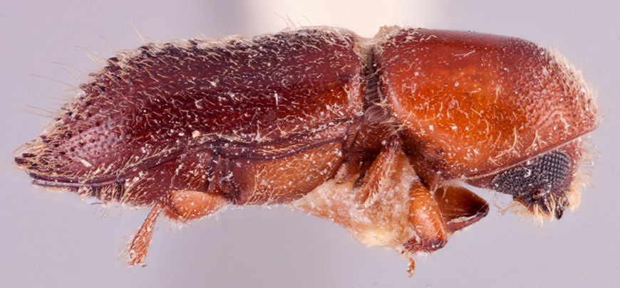 Cryptoxyleborus | Southeast Asian Ambrosia Beetle ID