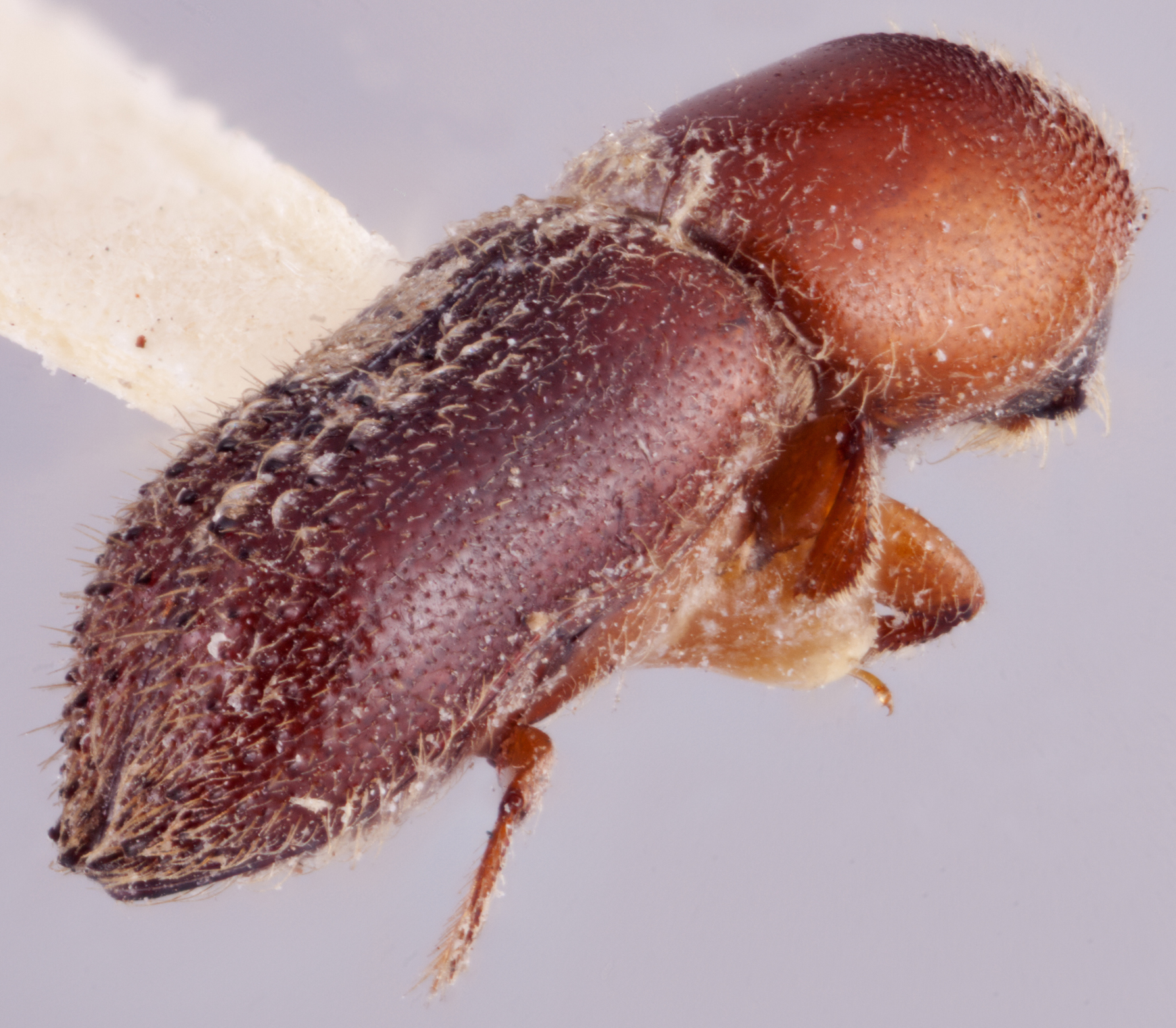 Cryptoxyleborus eggersi | Southeast Asian Ambrosia Beetle ID