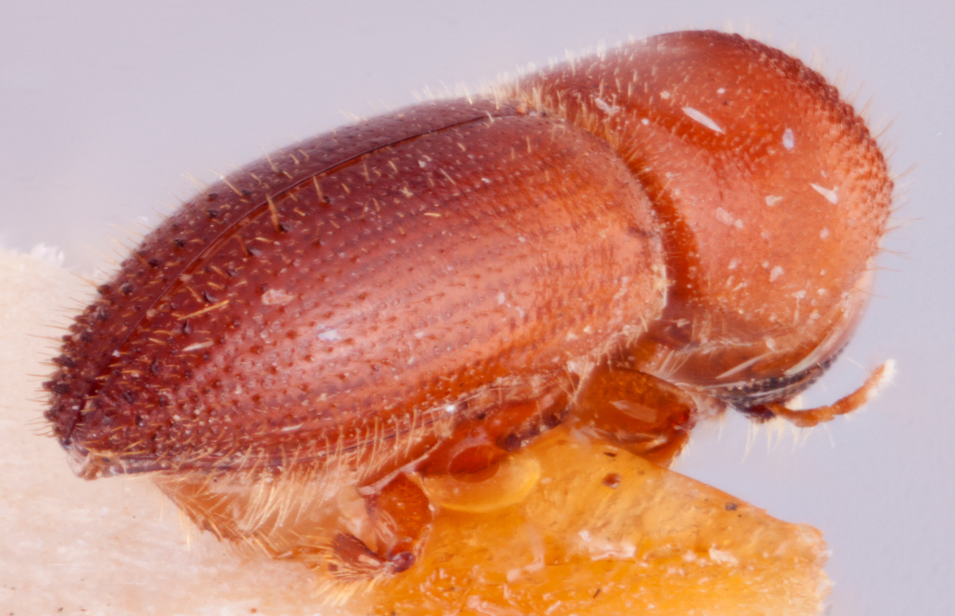 Cryptoxyleborus quadriporus | Southeast Asian Ambrosia Beetle ID