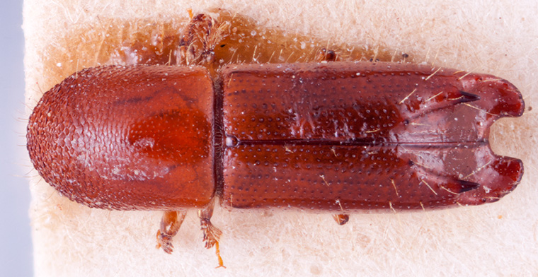 Debus birmanus | Southeast Asian Ambrosia Beetle ID