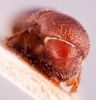 Debus birmanus | Southeast Asian Ambrosia Beetle ID