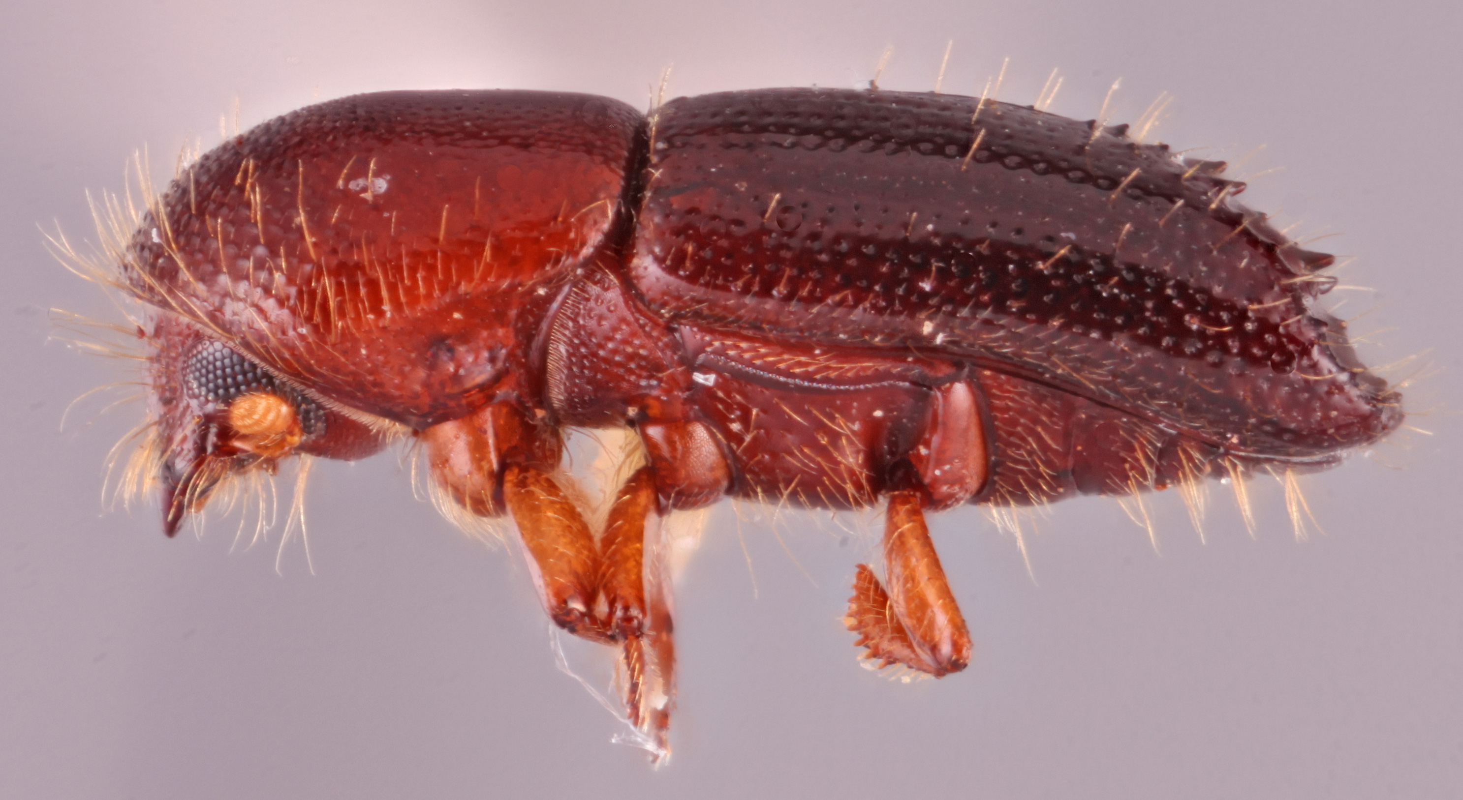 Debus emarginatus | Southeast Asian Ambrosia Beetle ID