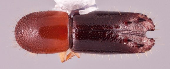 Debus | Southeast Asian Ambrosia Beetle ID