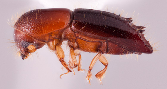 Debus | Southeast Asian Ambrosia Beetle ID