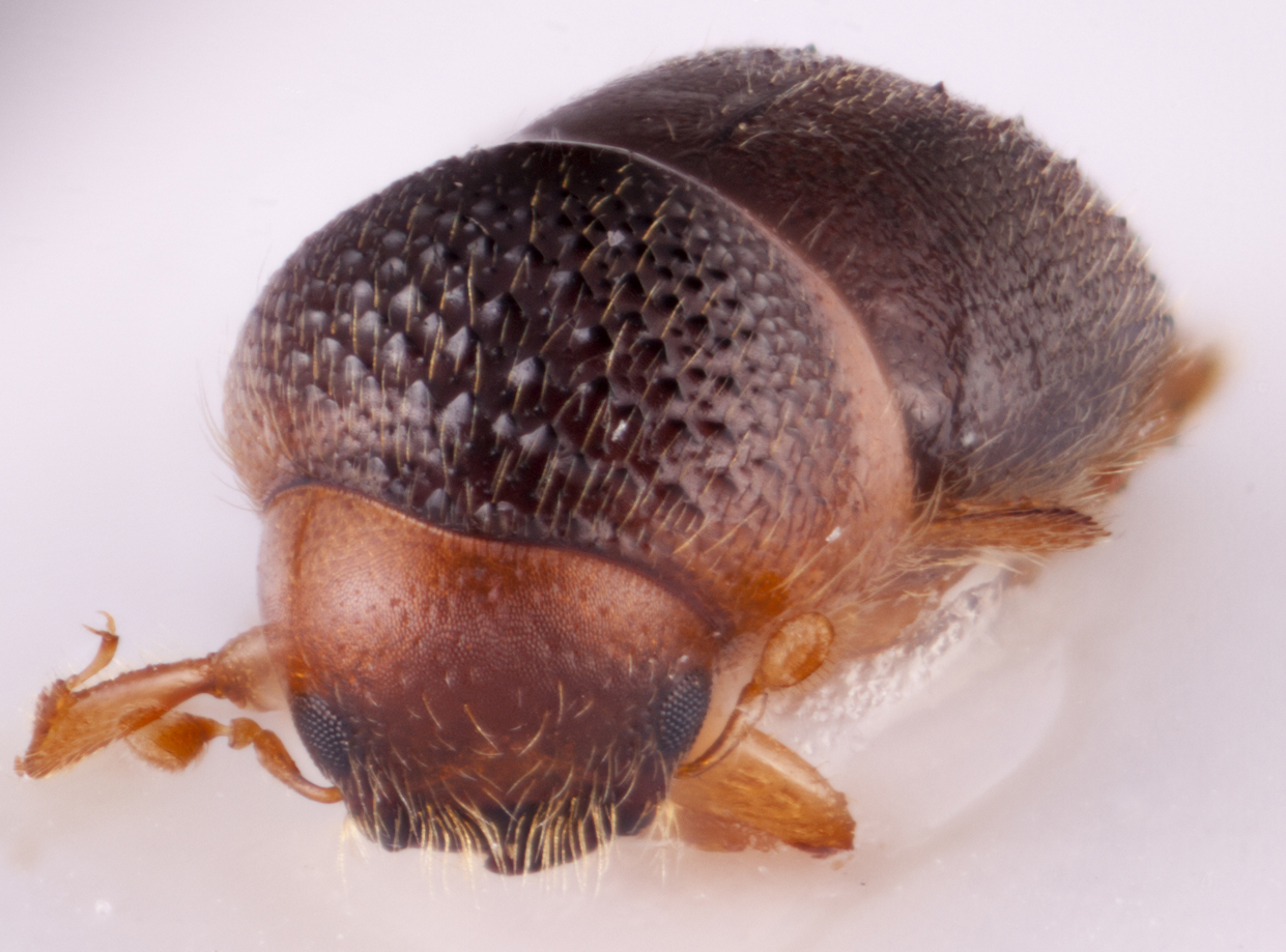 Diuncus corpulentus | Southeast Asian Ambrosia Beetle ID