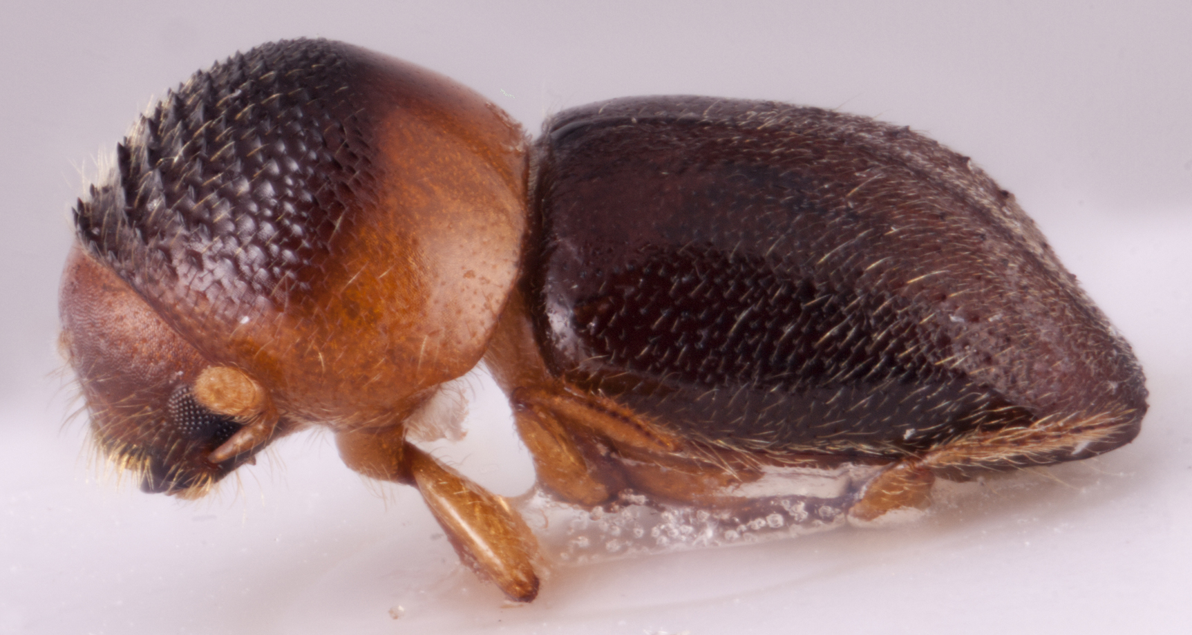 Diuncus corpulentus | Southeast Asian Ambrosia Beetle ID