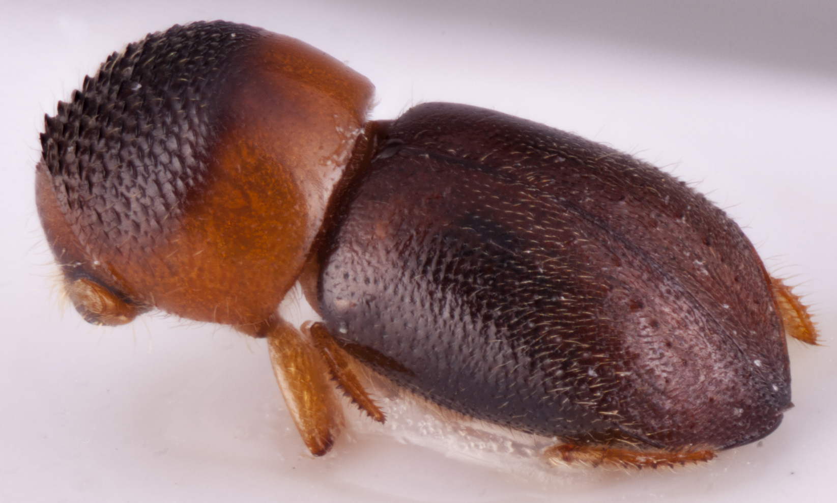 Diuncus corpulentus | Southeast Asian Ambrosia Beetle ID