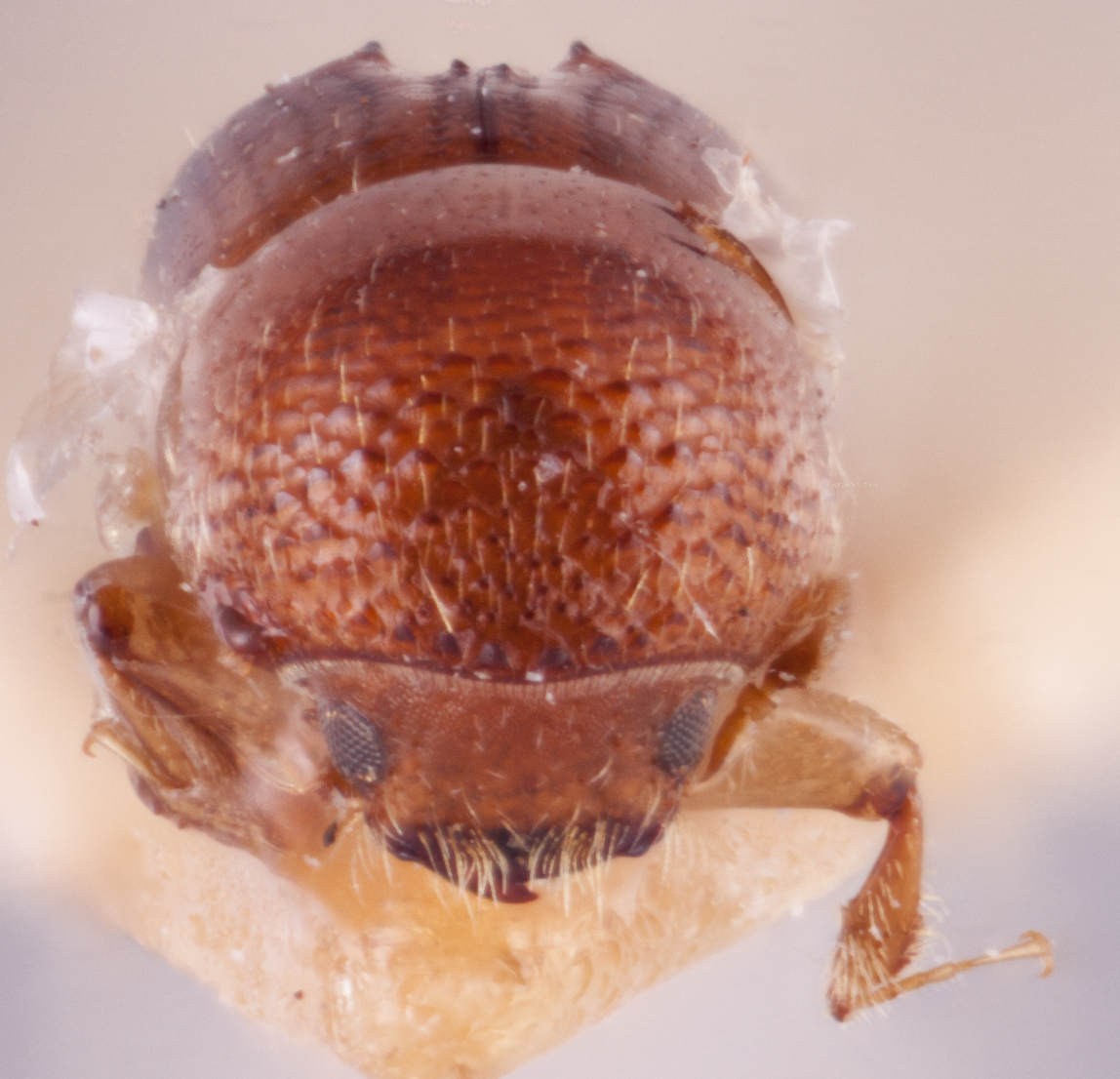 Diuncus mucronatus | Southeast Asian Ambrosia Beetle ID