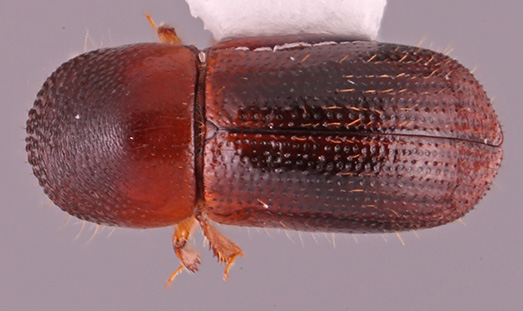 Euwallacea andamanensis | Southeast Asian Ambrosia Beetle ID