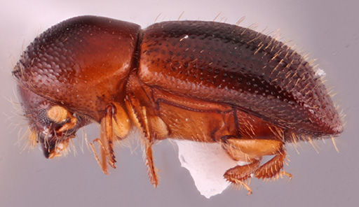 Euwallacea andamanensis | Southeast Asian Ambrosia Beetle ID