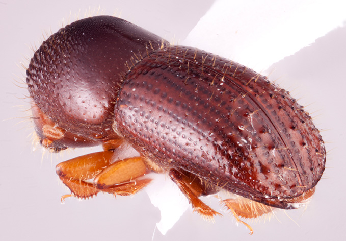 Euwallacea funereus | Southeast Asian Ambrosia Beetle ID