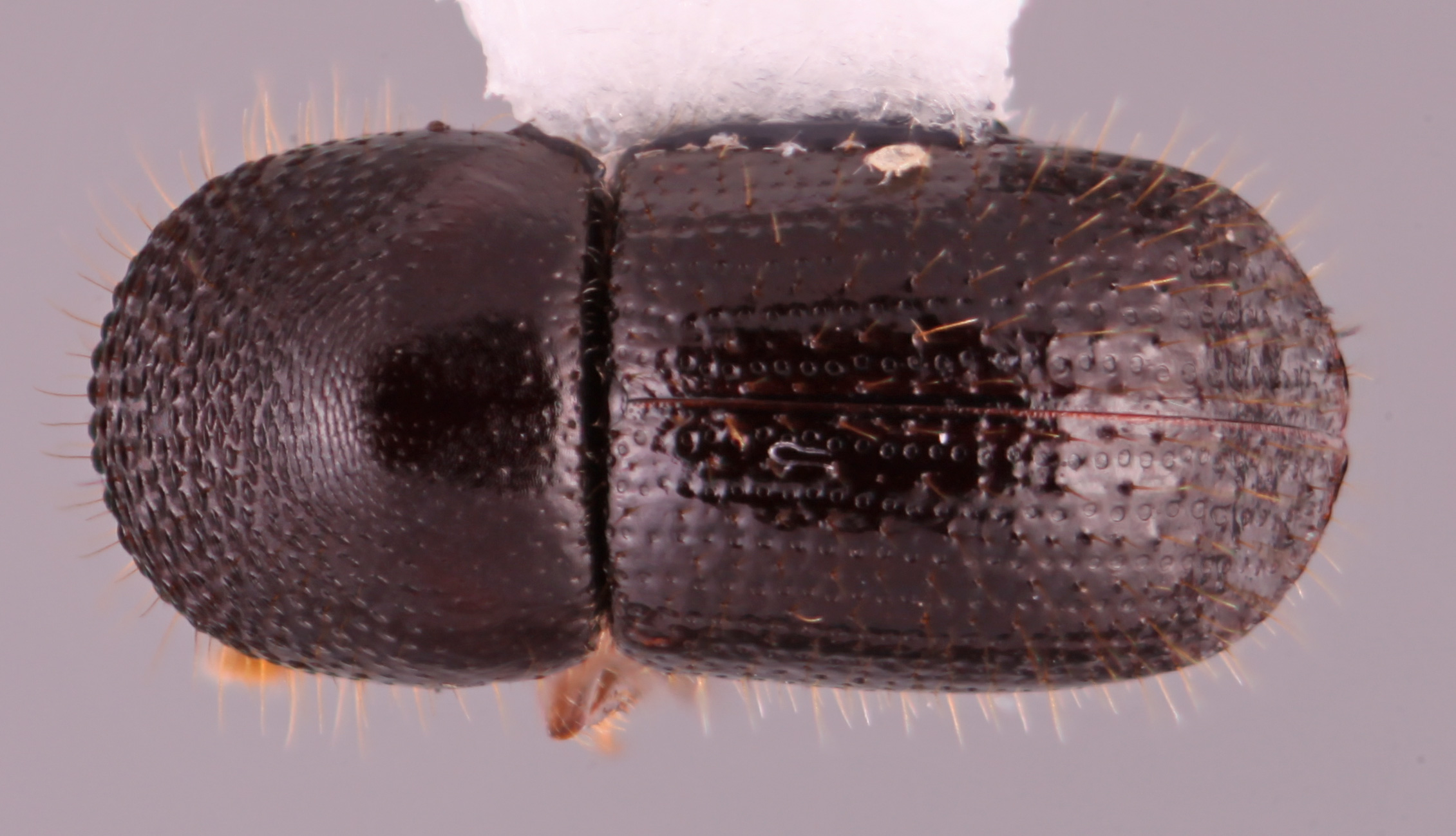 Euwallacea kuroshio | Southeast Asian Ambrosia Beetle ID