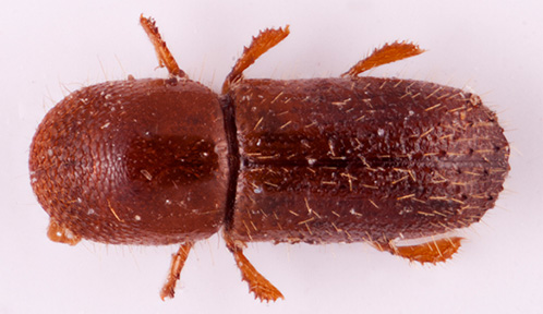 Euwallacea subalpinus | Southeast Asian Ambrosia Beetle ID