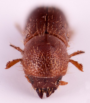 Euwallacea subalpinus | Southeast Asian Ambrosia Beetle ID