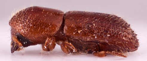 Euwallacea subalpinus | Southeast Asian Ambrosia Beetle ID