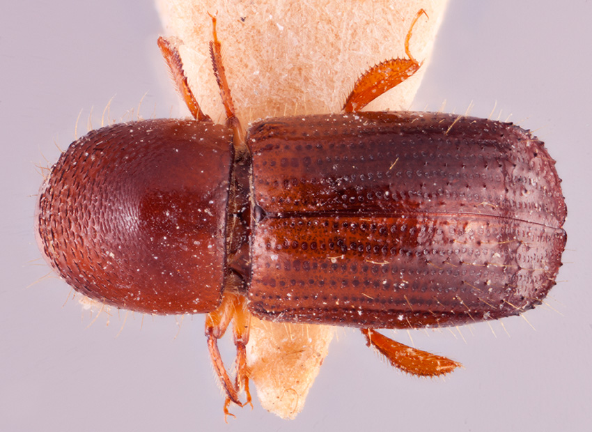 Euwallacea neptis | Southeast Asian Ambrosia Beetle ID