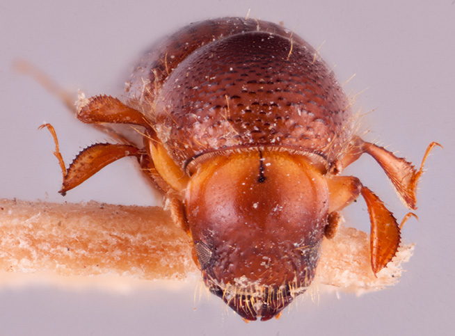 Euwallacea neptis | Southeast Asian Ambrosia Beetle ID