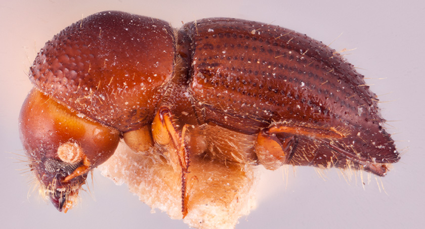 Euwallacea neptis | Southeast Asian Ambrosia Beetle ID