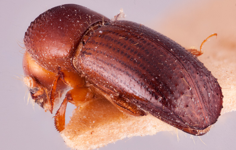 Euwallacea neptis | Southeast Asian Ambrosia Beetle ID