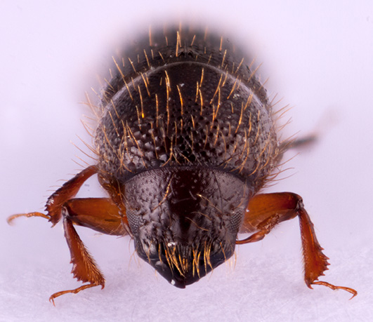 Heteroborips tristis | Southeast Asian Ambrosia Beetle ID