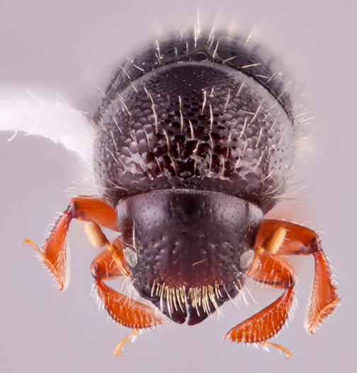 Euwallacea validus | Southeast Asian Ambrosia Beetle ID