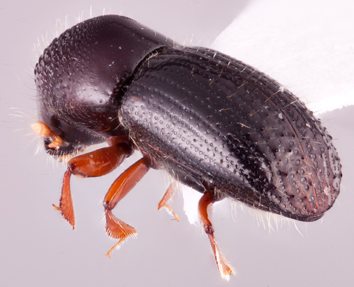 Euwallacea validus | Southeast Asian Ambrosia Beetle ID