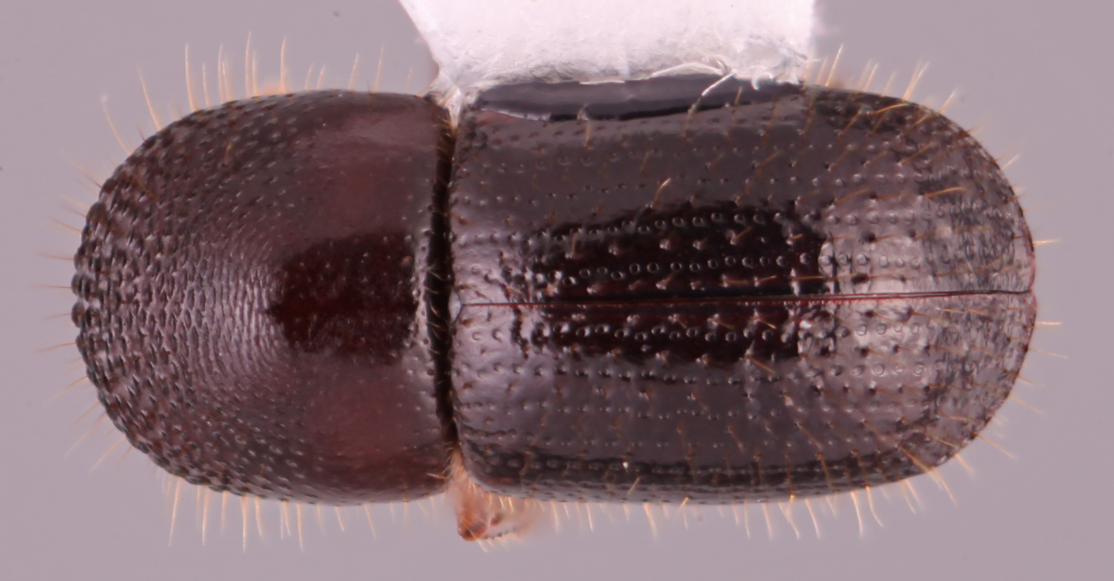 Euwallacea fornicatus | Southeast Asian Ambrosia Beetle ID