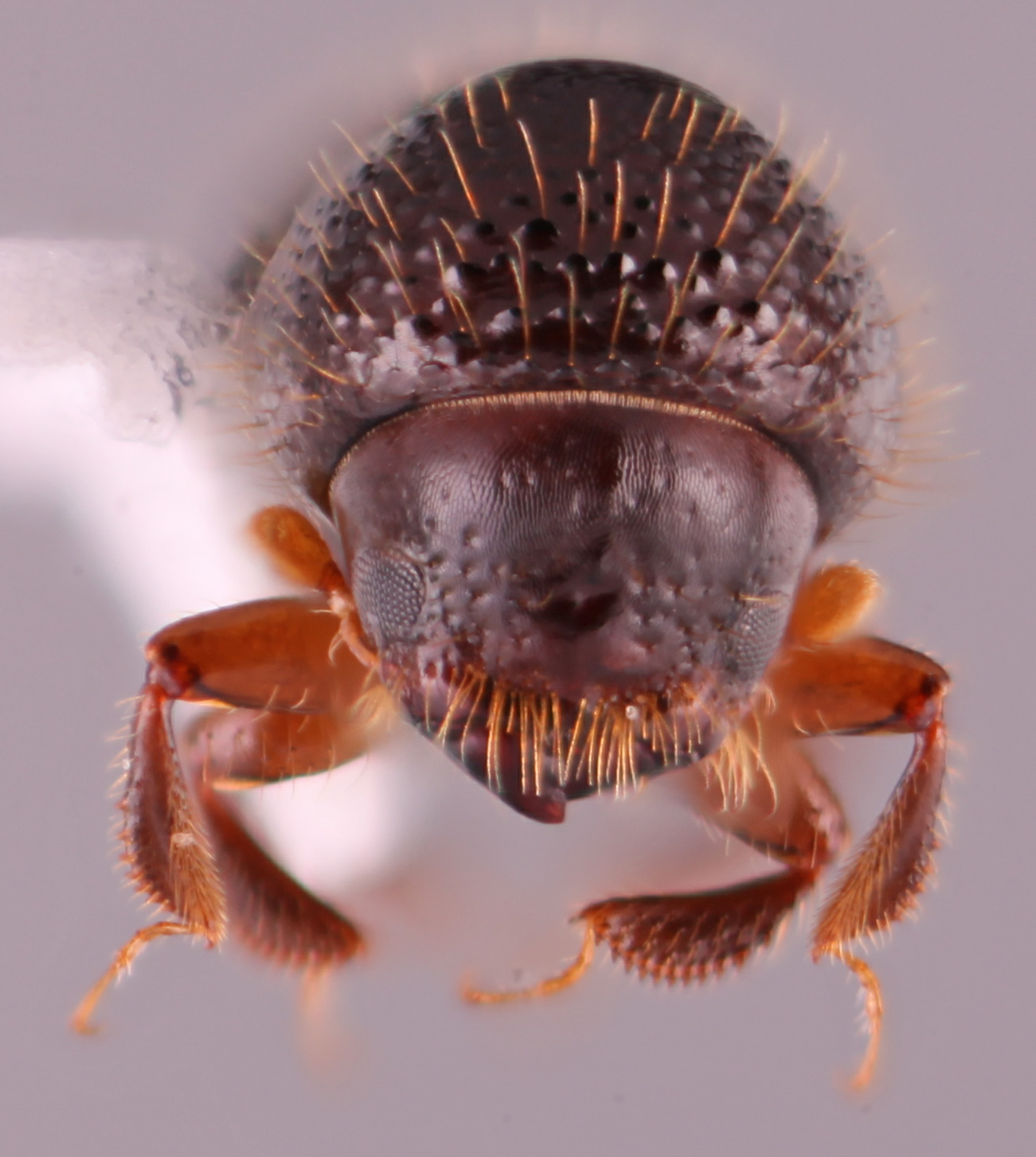 Euwallacea fornicatus | Southeast Asian Ambrosia Beetle ID
