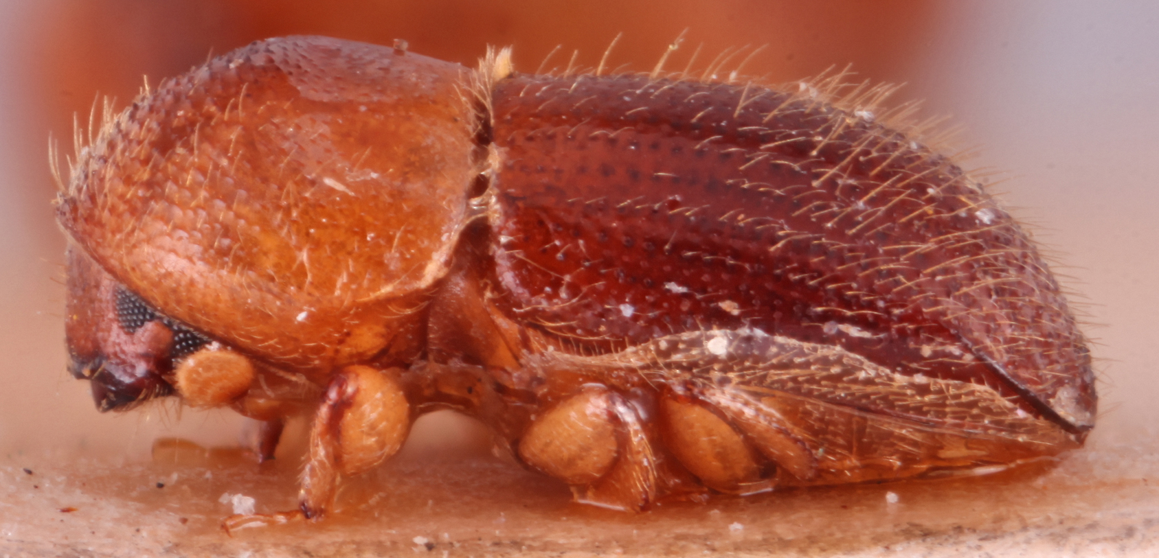 Microperus fulvulus | Southeast Asian Ambrosia Beetle ID