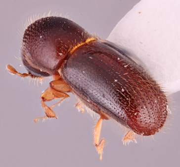 Microperus minax | Southeast Asian Ambrosia Beetle ID