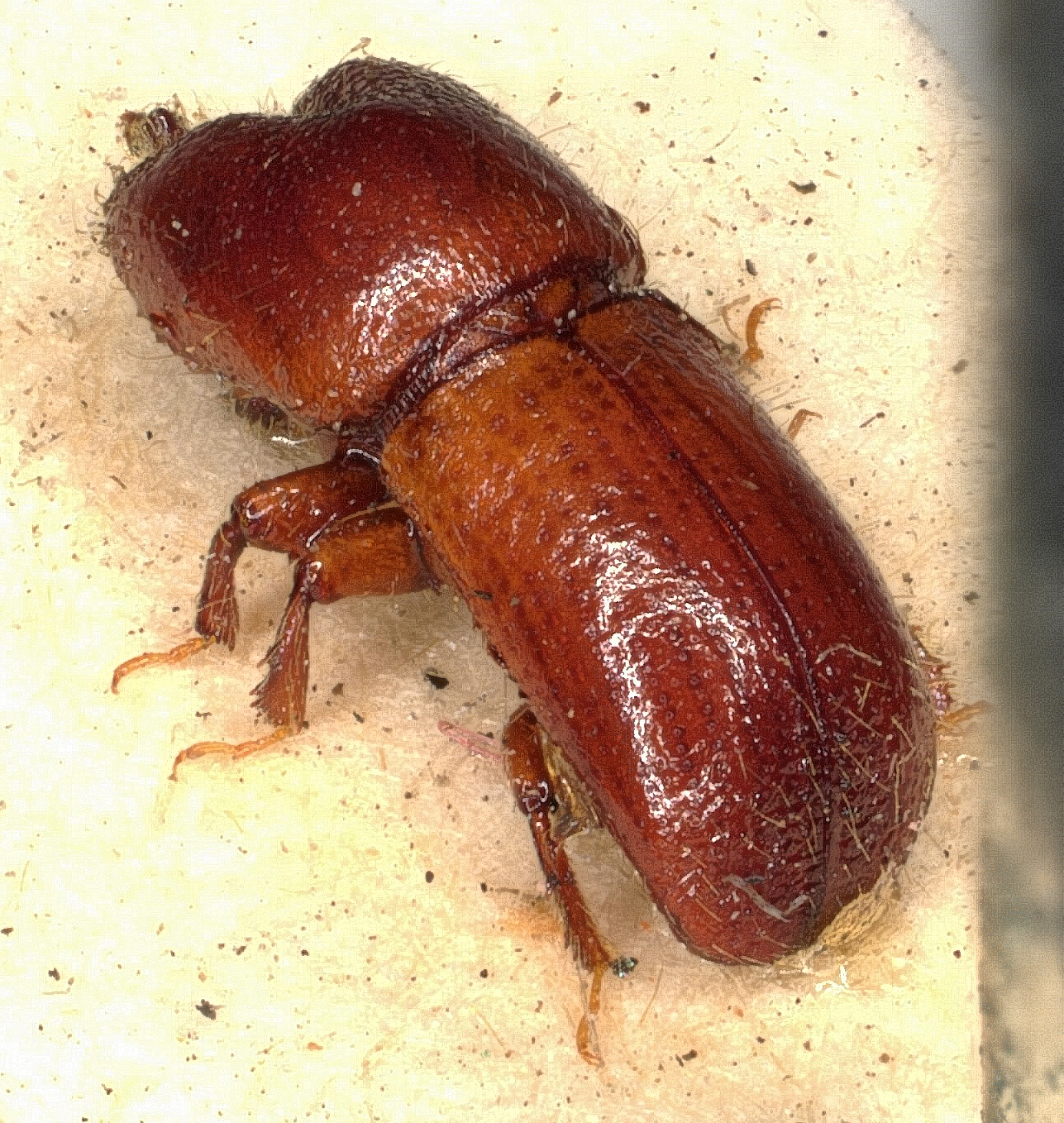 Xyleborus galeatus | Southeast Asian Ambrosia Beetle ID