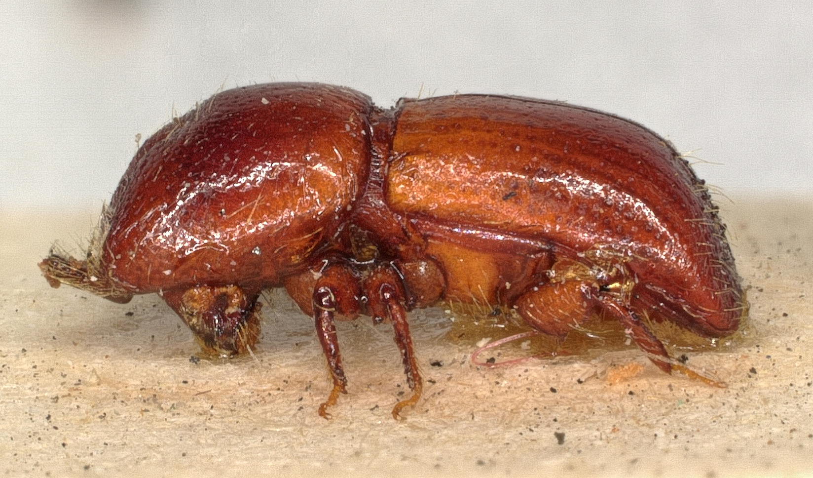 Xyleborus galeatus | Southeast Asian Ambrosia Beetle ID