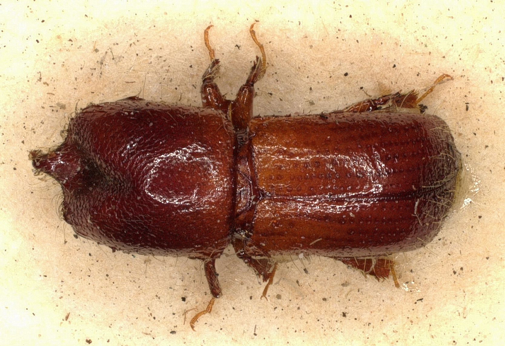 Xyleborus galeatus | Southeast Asian Ambrosia Beetle ID