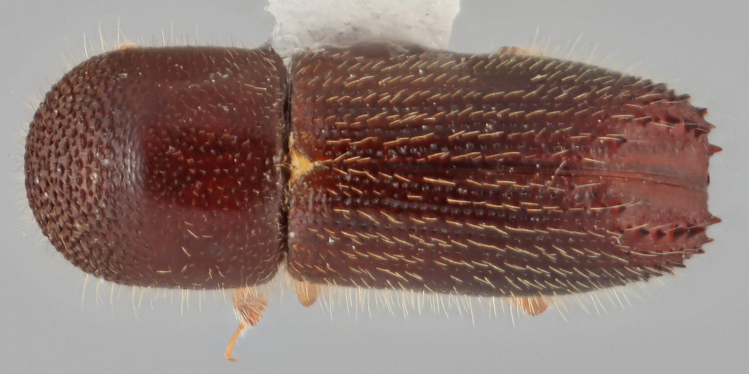 Xyleborinus kwangruengensis | Southeast Asian Ambrosia Beetle ID