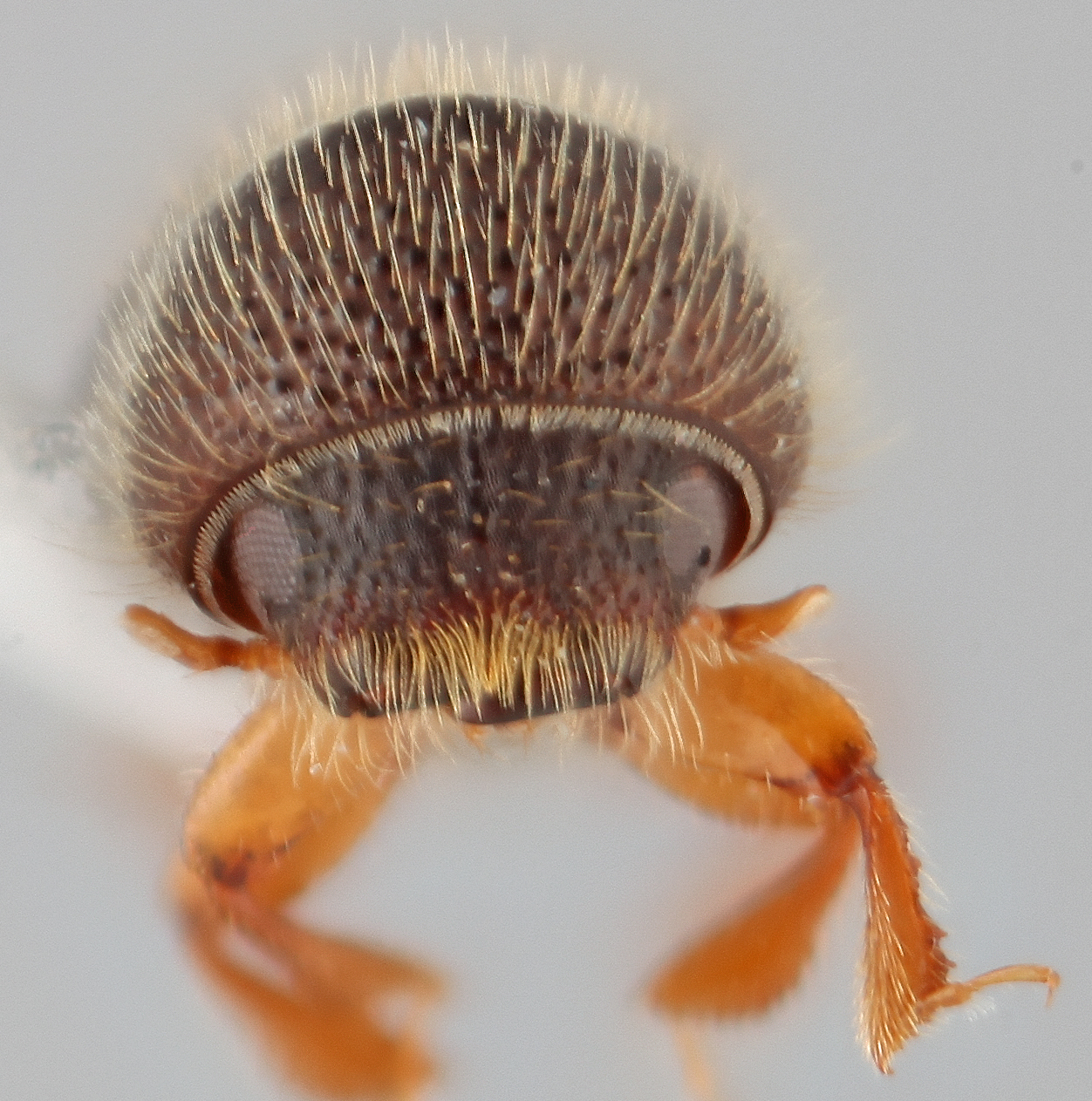 Xyleborinus kwangruengensis | Southeast Asian Ambrosia Beetle ID